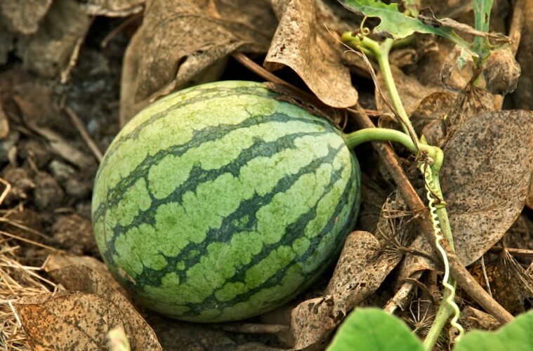 Author: Brian Hioe | New Bloom Magazine